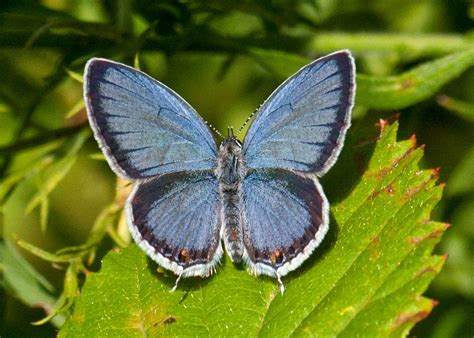Eastern Tailed Blue Alabama Butterfly Atlas