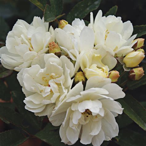 Rose Purezza Lifestyle Home Garden Online Store