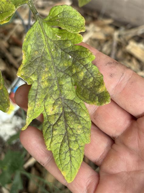 Tomato Plant Album On Imgur