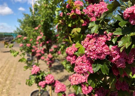 Pauls Scarlet Hawthorn Tree Garden Gate Nursery