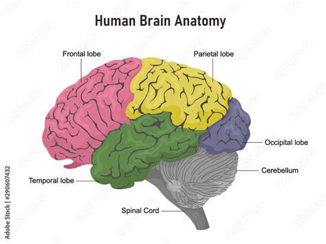Anatomy Of The Human Brain In Departments With Names Vector