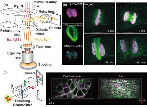A Two Photon Excitation Spinning Disk Confocal Microscopy B 5d