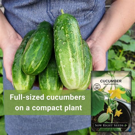 Spacemaster Cucumber Seeds Sow Right Seeds