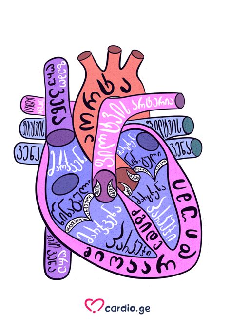 ქვიზი უპასუხებ მარტივ კითხვებს კარდიოლოგიაში Cardio Ge