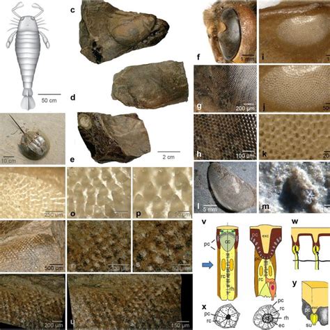 Examples Of Eurypterid And Limulid Morphology And Comparison Of