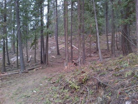 Wildfire Fuel Mitigation Project Now Complete The Nelson Daily