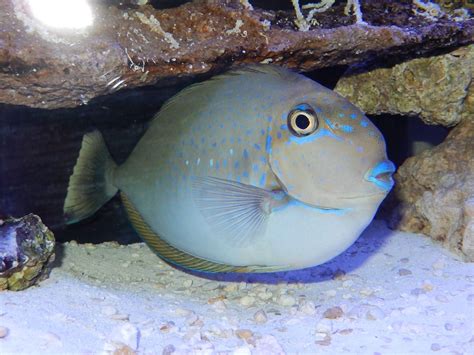 Fish Lip Face At Alfredo Montano Blog