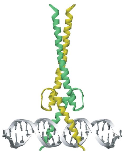 Answered Identify The Type Of Dna Binding Motif Bartleby