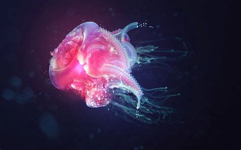 200 Jellyfish Wallpapers