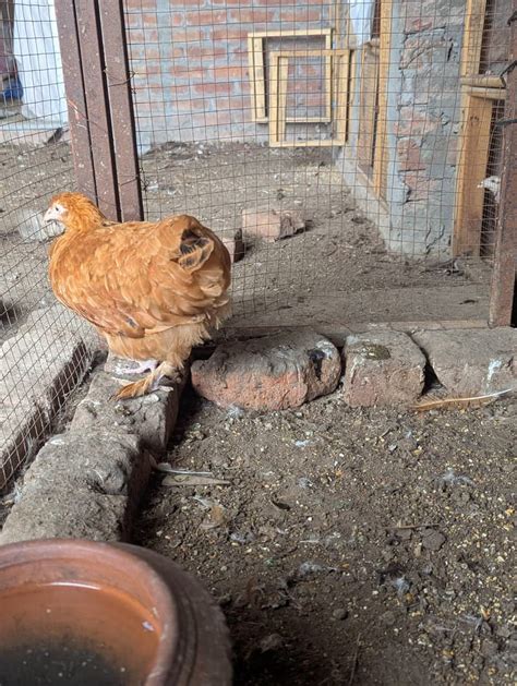 Golden Buff Male And Female And Black Buff Female Hens 1106181976