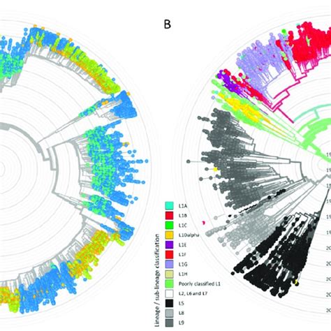 A Nextstrain Tree Illustrating Sequences From The Umn Vdl And From Download Scientific