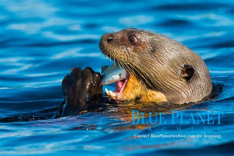 Japanese River Otter
