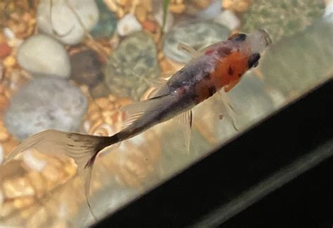 Does He Have Dropsy Rgoldfish