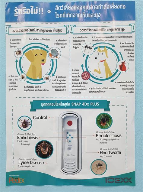 ชุดตรวจ Snap 4dx โรงพยาบาลสัตว์เอราวัณ ศูนย์สิงห์บุรี