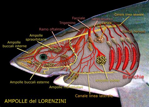 Ampolla Del Lorenzini