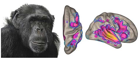 Uncovering The Language Of Our Primate Cousins Bollspel