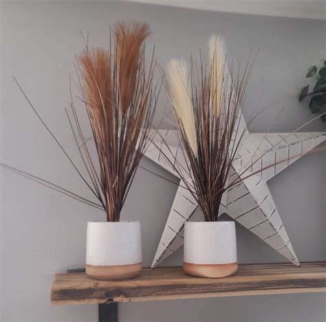 Pampas Grass Potted Pampas Grass Neutral Pampas Grass Cream Etsy