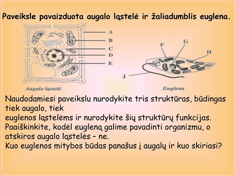 Ppt Ląstelės Sandara Ir Veikimas Powerpoint Presentation Free Download Id 5383247