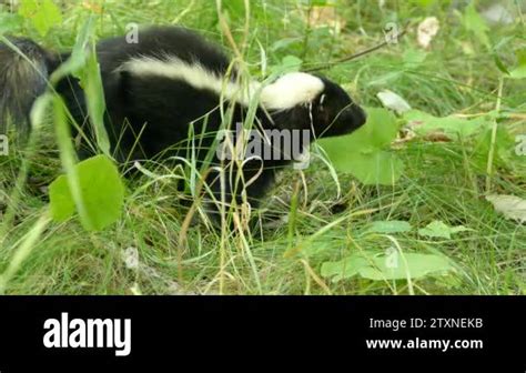Taking Break In Grass Stock Videos And Footage Hd And 4k Video Clips