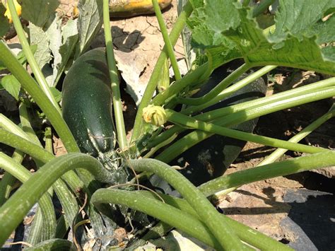 Stuffed Gagootz Overgrown Zucchini Day 3