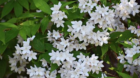 Bush White Flowers