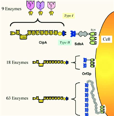 1 Schematic Representation Of The Clostridium Thermocellum Cellulosome
