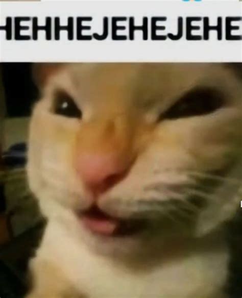 Gato Muejeje Gatitos Divertidos Humor De Animales Gatitos Y