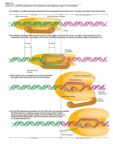 Genetics Lecture 5 Flashcards Quizlet
