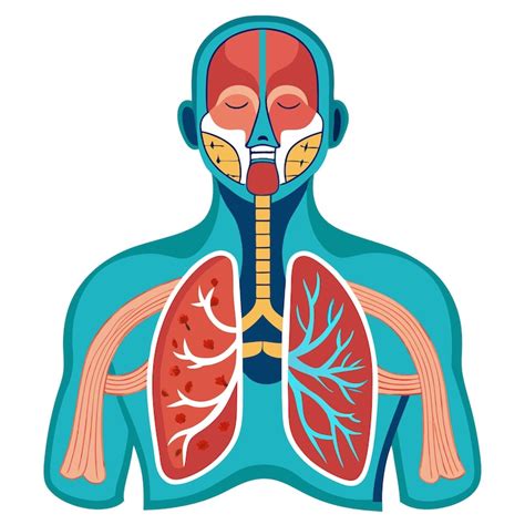 Arte Y Ilustración Del Vector De Clipart Del Sistema Respiratorio
