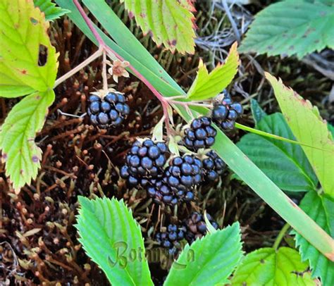 Rubus Hispidus Botanically Inclined Seed Adventures