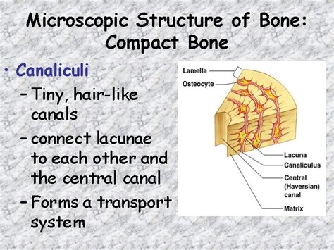 Chapter 6 Bones And Skeletal Tissues Part B