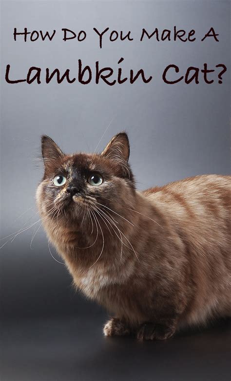 Lambkin Cat
