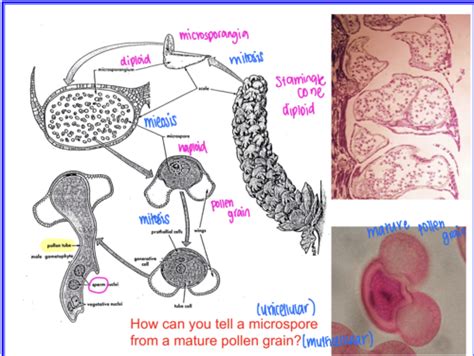 Biology 2 Lab 6 Flashcards Quizlet