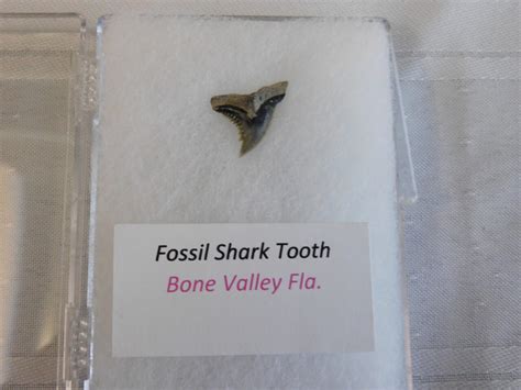Fossil Shark Tooth Bone Valley Fl Fossils And Artifacts For Sale Paleo Enterprises