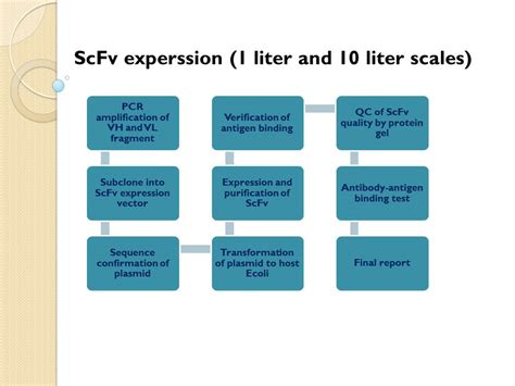 Scfv Expression 1 Liter And 10 Liter Recombinant Antibody Core Facility