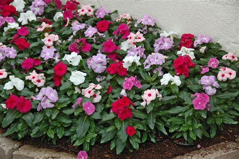 Vinca Vinca De Madagascar Maria Sem Vergonha Assim Que Faz