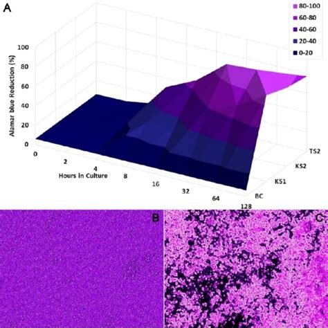 Cell Attachment And Proliferation A Graph Depicting The Fraction Of