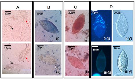 Egg Viability Testing Methods Modified Hatchability Vital And Download Scientific Diagram