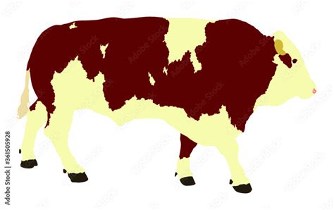 Standing Adult Bull Vector Illustration Isolated On White Background Simmentaler Fleckvieh