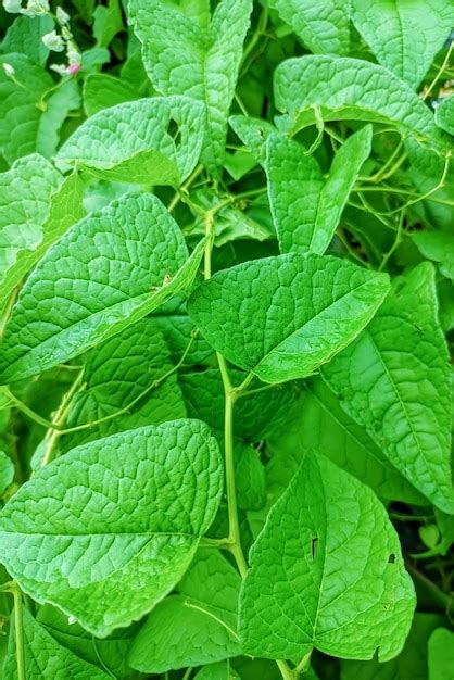 Premium Photo A Close Up Of A Green Bean Plant With The Green Leaves
