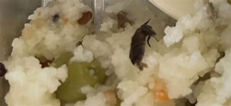 Man Claims He Found Cockroach In Airline Meal Airline Says It Was Just
