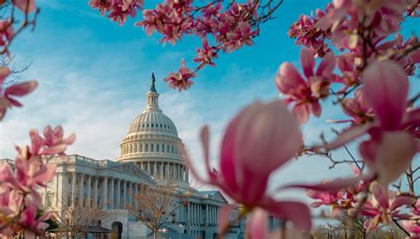 Premium Photo Capitol Building At Spring Blossom Magnolia Tree