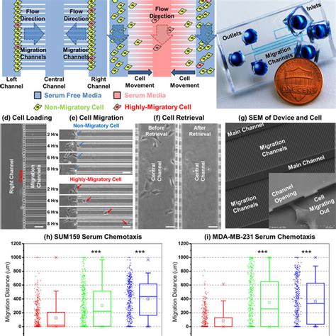 Microfluidic High Throughput Ht Cell Migration Chip For Migration Download Scientific Diagram