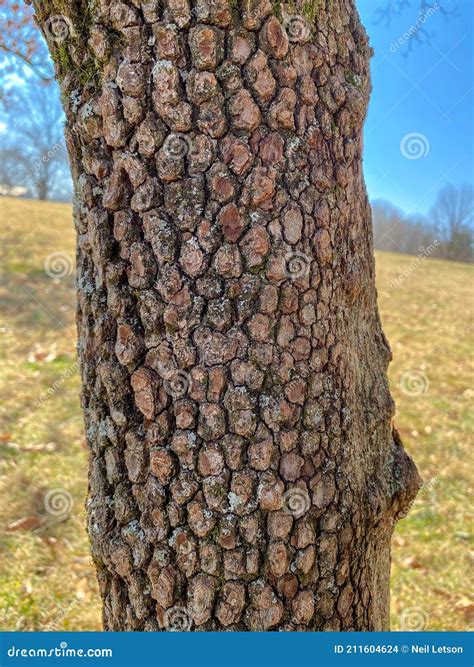 Tree Identification Tree Bark Longleaf Pine Pinus Paulustris Royalty