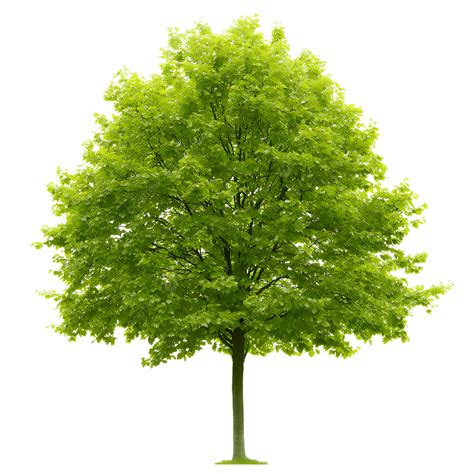 Picture Of A Single Green Tree Plant The Trees Leaves Png