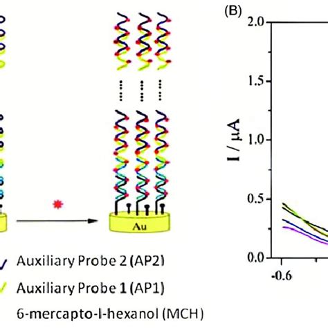 A Schematic Representation Of The Enzyme Free And Label Free