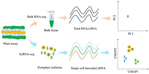 Research Progress Of Single Cell Transcriptome Sequencing Technology In
