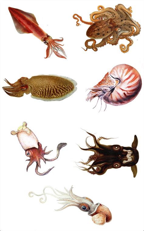 Phylum Mollusca Class Cephalopoda The Mollusca
