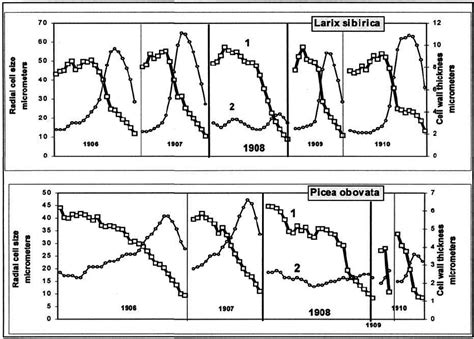 Tracheid Cell Dimensions For The Rings Formed In 1906 1910 A Radial