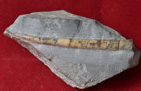 Dentalium Decussatum Jsd Fossiles